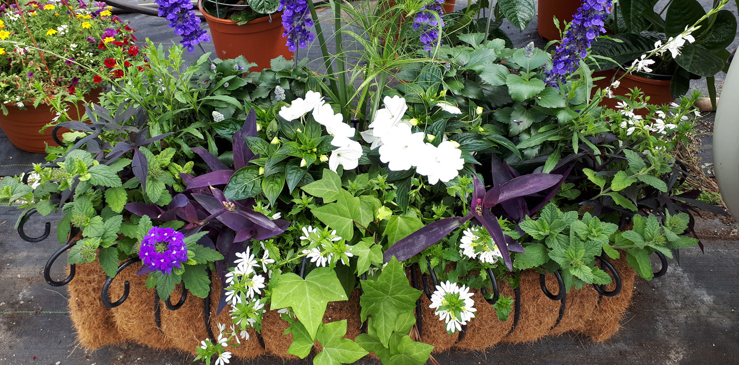 Window Boxes – Riverside-greenhouses