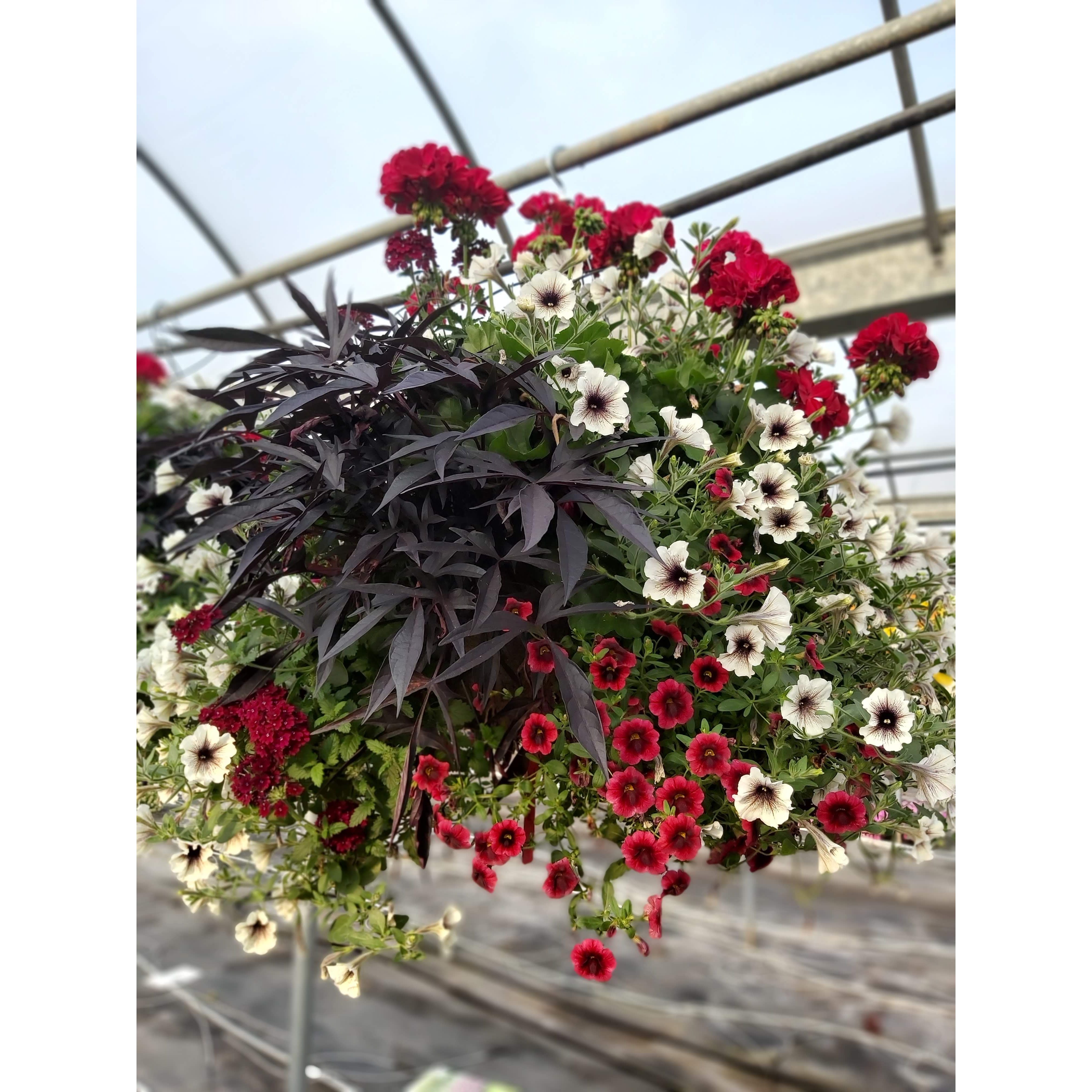 Red Vintage - Hanging Basket – Riverside-greenhouses